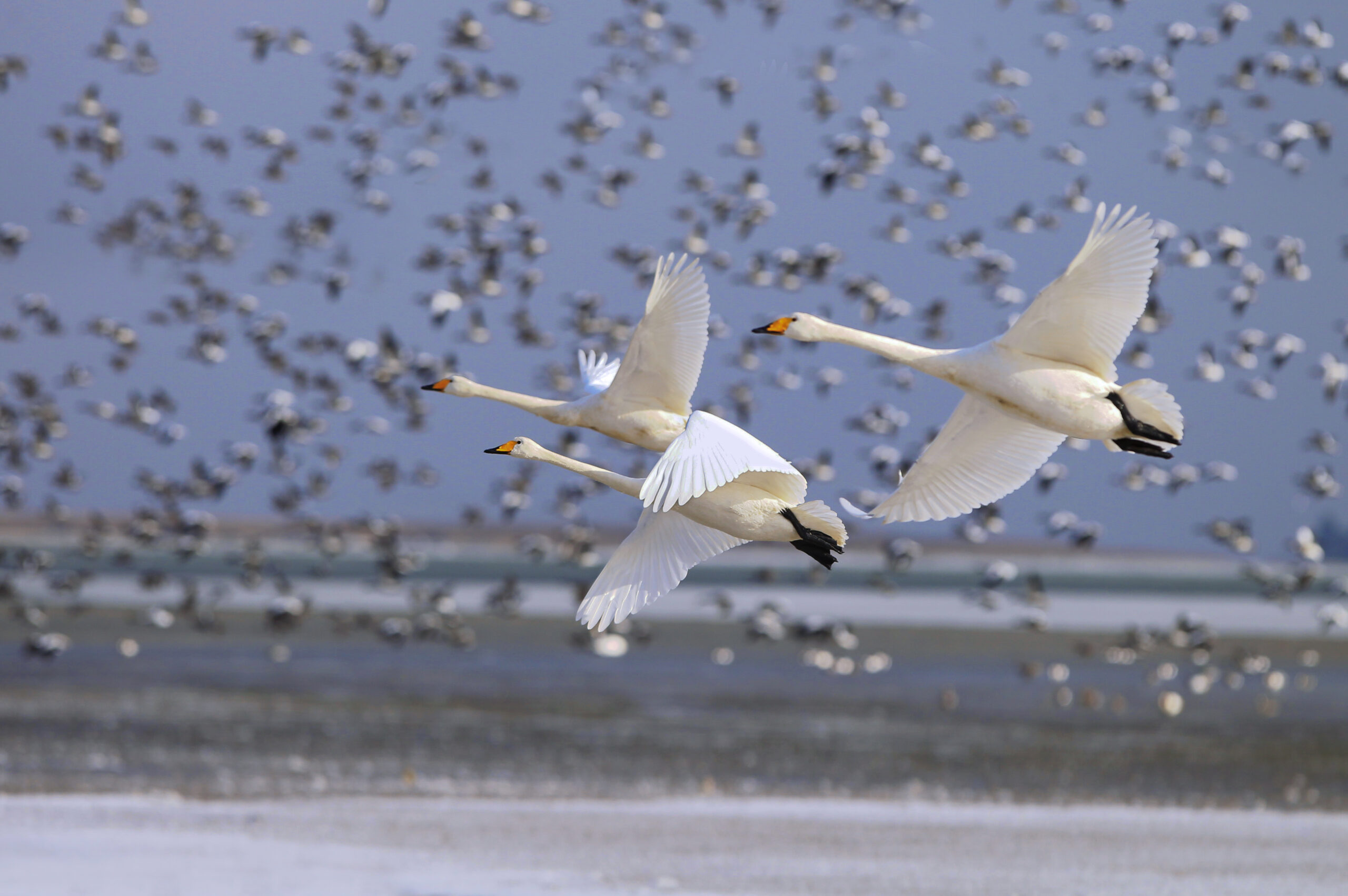 Rongcheng Swan National Nature Reserve In China Became Flyway Network